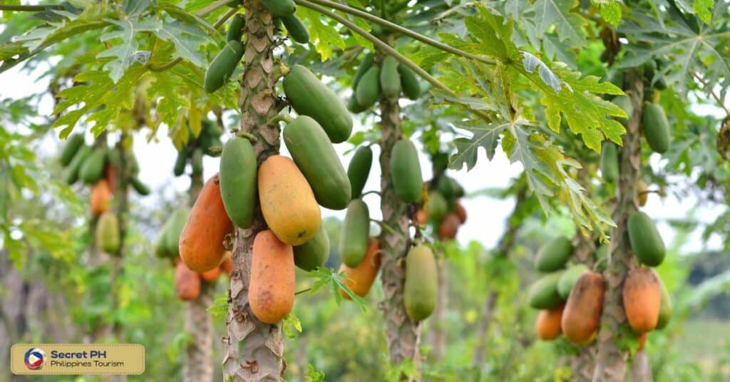 The Natural Wonders of the Batanes Islands: A Unique Landscape of the ...