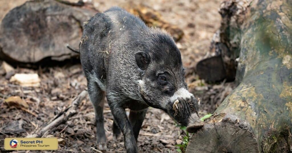 The Rare and Elusive Visayan Warty Pig: A Wild Pig of the Philippines ...