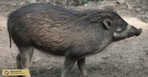 The Rare and Elusive Visayan Warty Pig: A Wild Pig of the Philippines ...