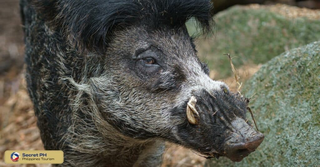 The Rare and Elusive Visayan Warty Pig: A Wild Pig of the Philippines ...